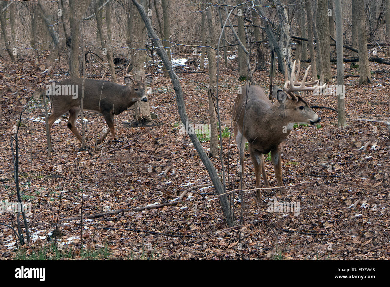 Deer stags hi-res stock photography and images - Alamy
