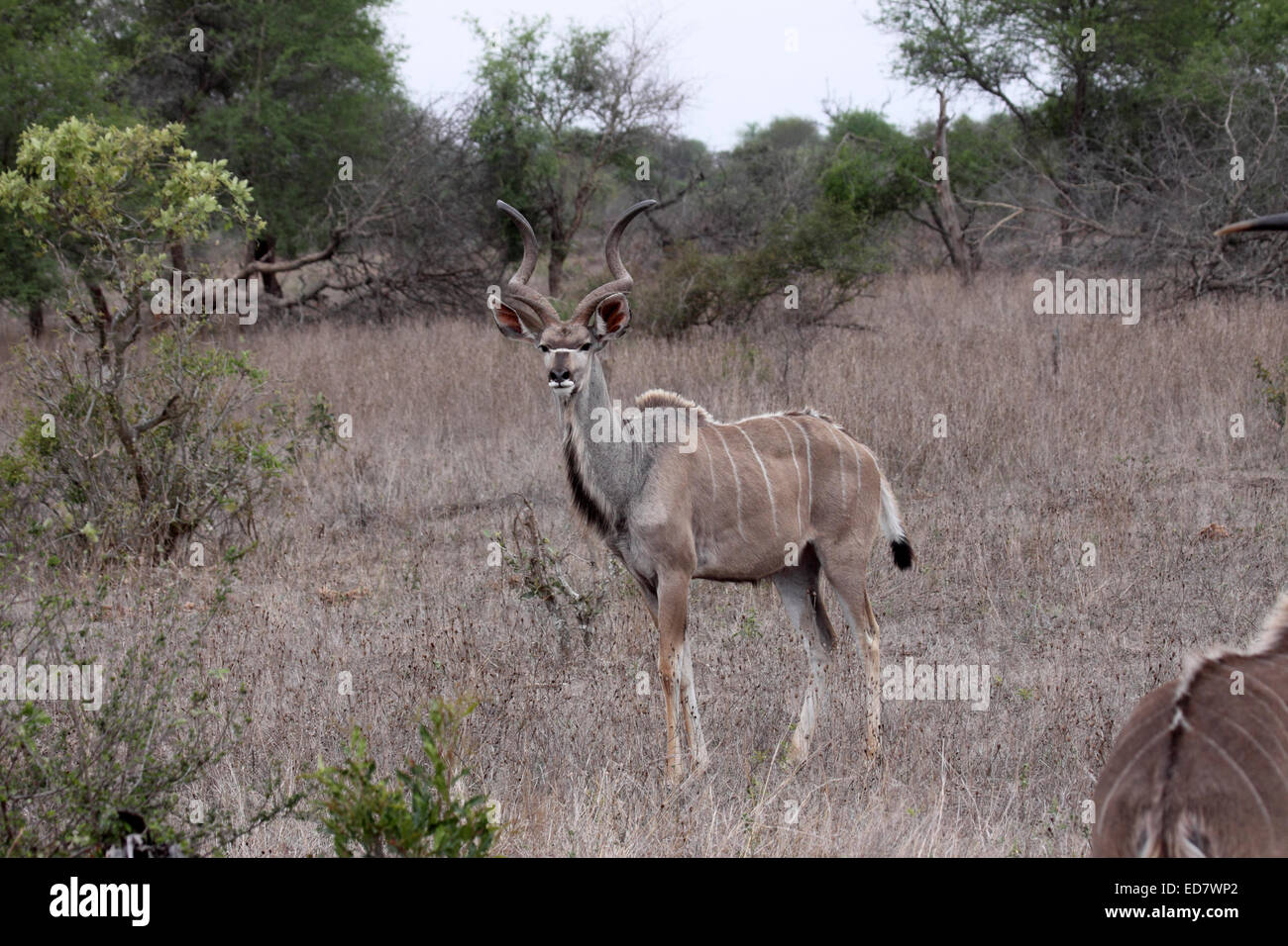 Greater kudu bull in woodland clearing in South Africa Stock Photo - Alamy