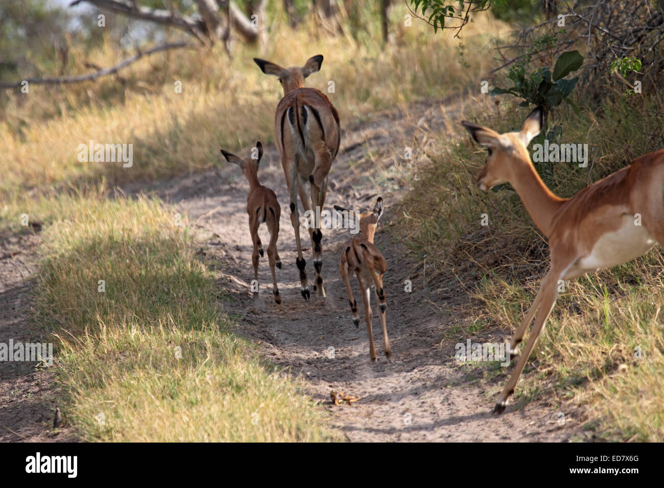 Impala With Calves High Resolution Stock Photography and Images - Alamy