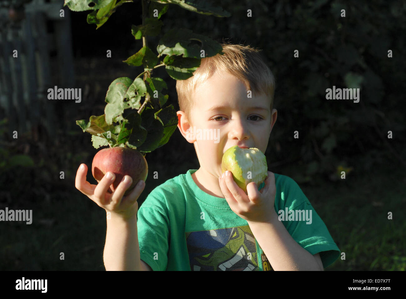 boy picking and eating fresh apples from tree Stock Photo - Alamy