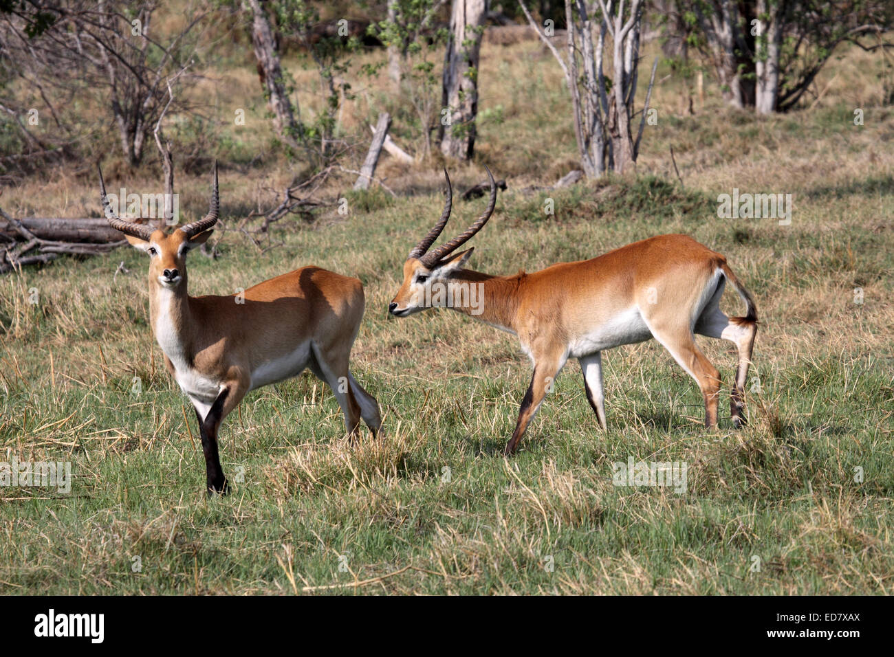 Letchwe rams in Botswana Stock Photo - Alamy