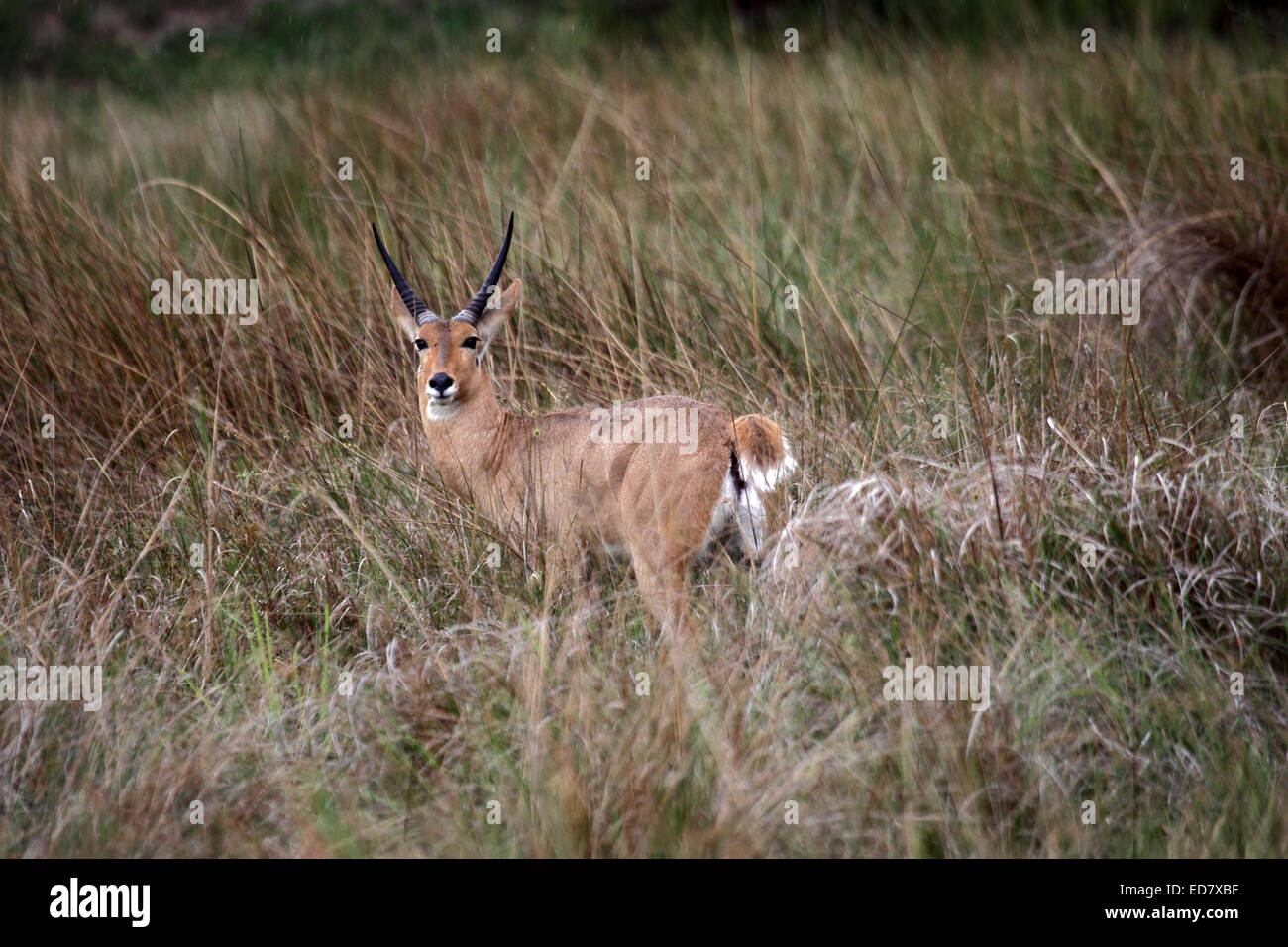 Common ( Southern ) Reedbuck ram in marshy grassland in Botswana Stock ...