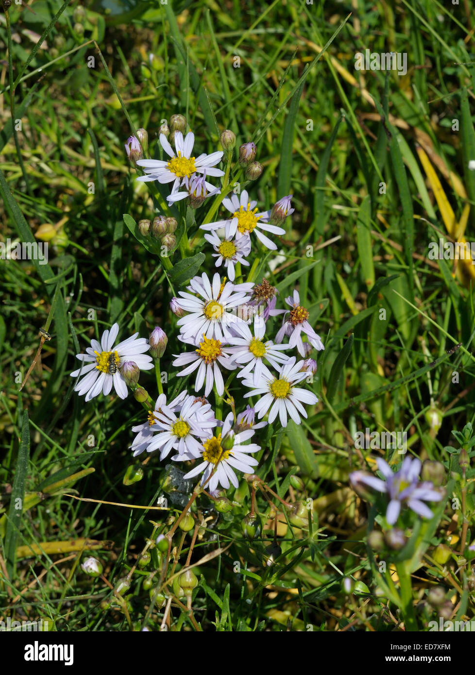 Salt aster hi-res stock photography and images - Alamy