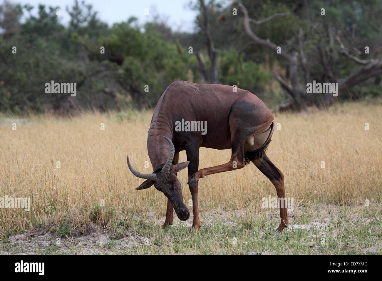 Tsessebe bull scratching head in open savanna woodland in Botswana ...