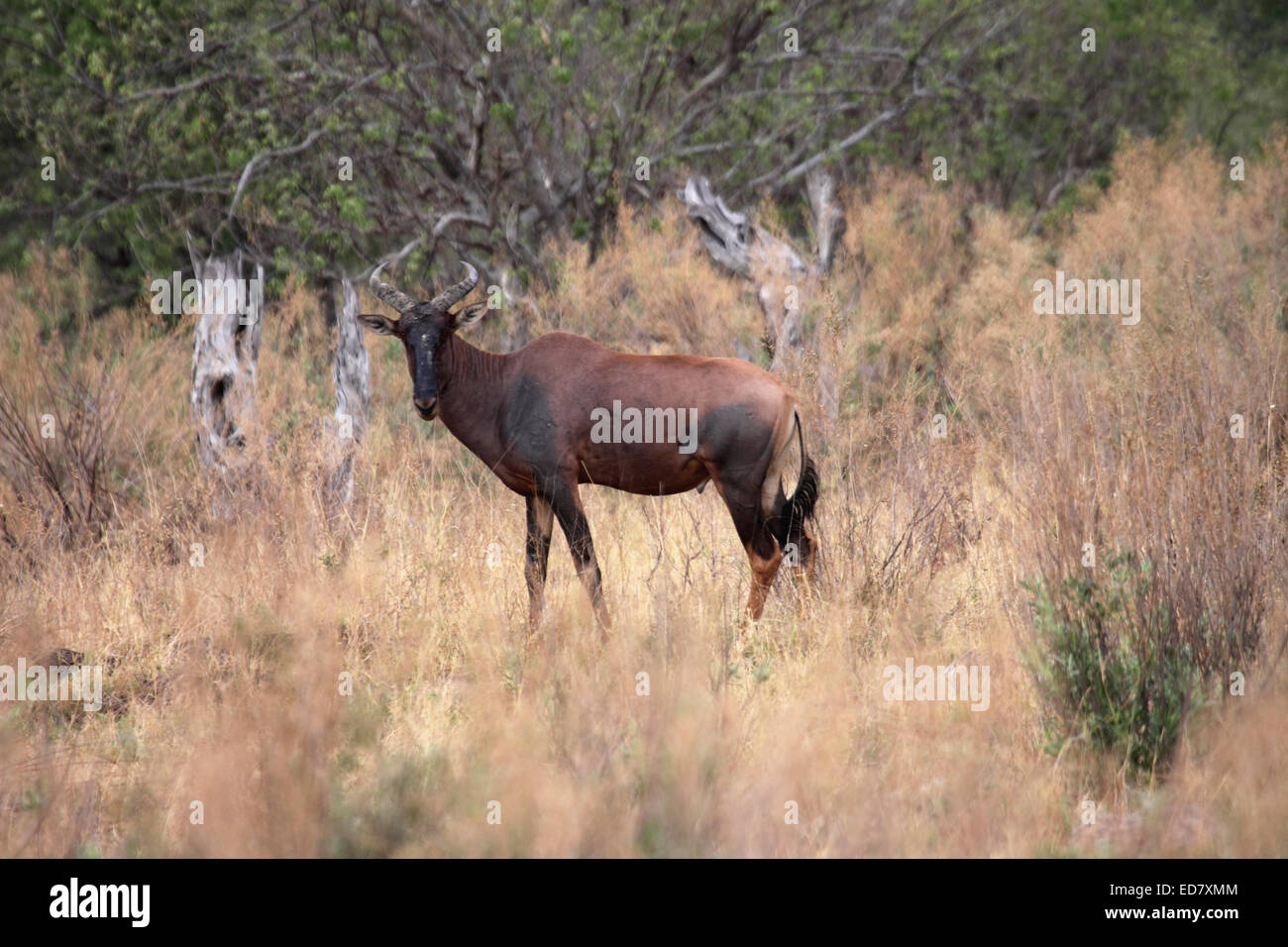 Tsessebe in open savanna woodland in Botswana Stock Photo - Alamy