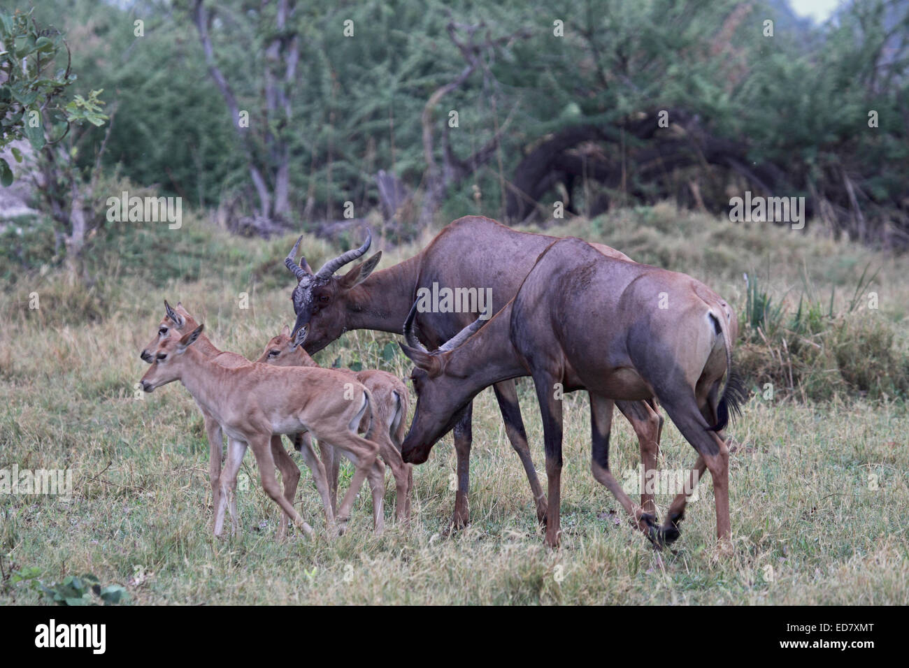 Tsessebe cows with their calves in open savanna woodland in Botswana ...