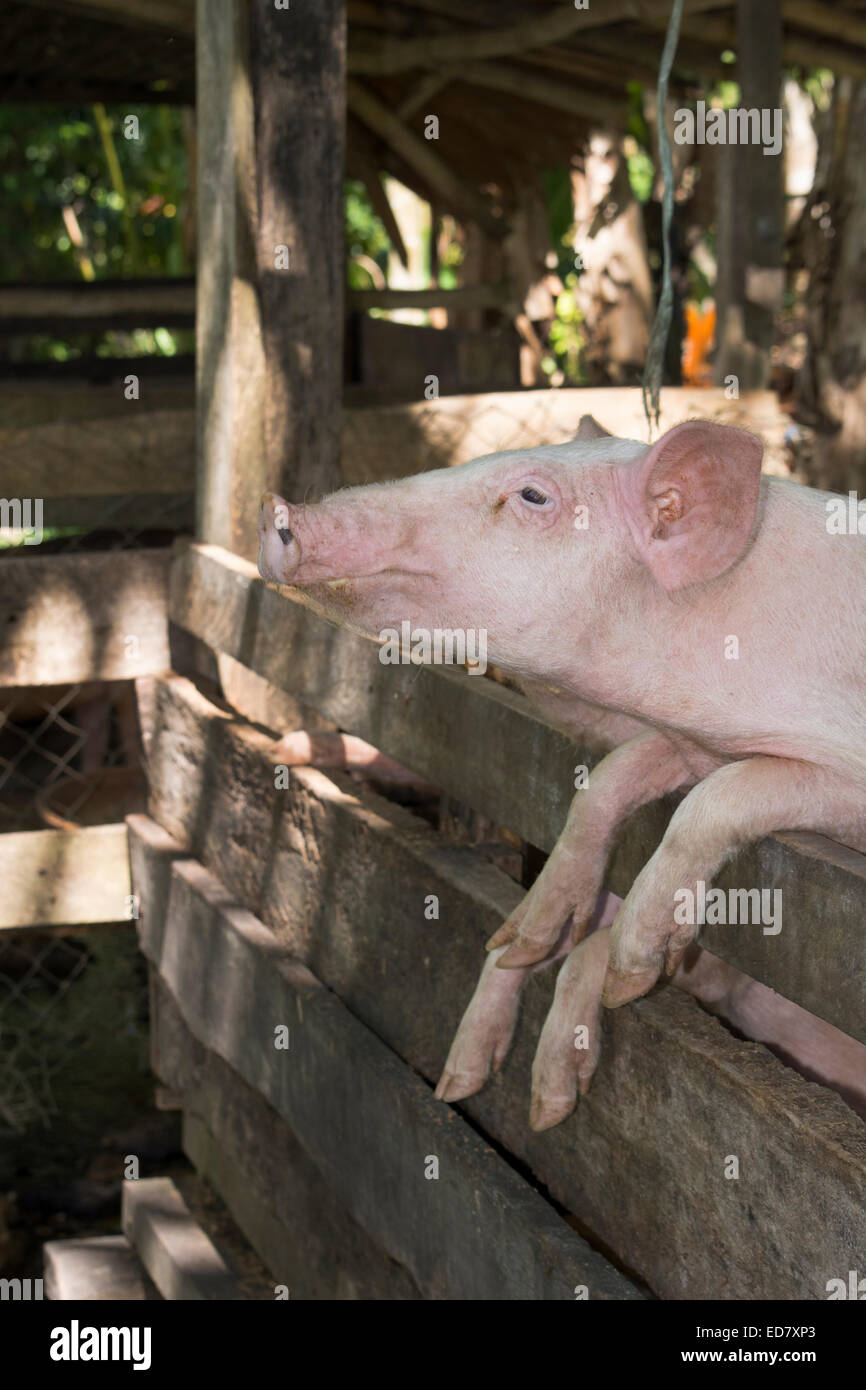 Pig island pacific hi-res stock photography and images - Alamy