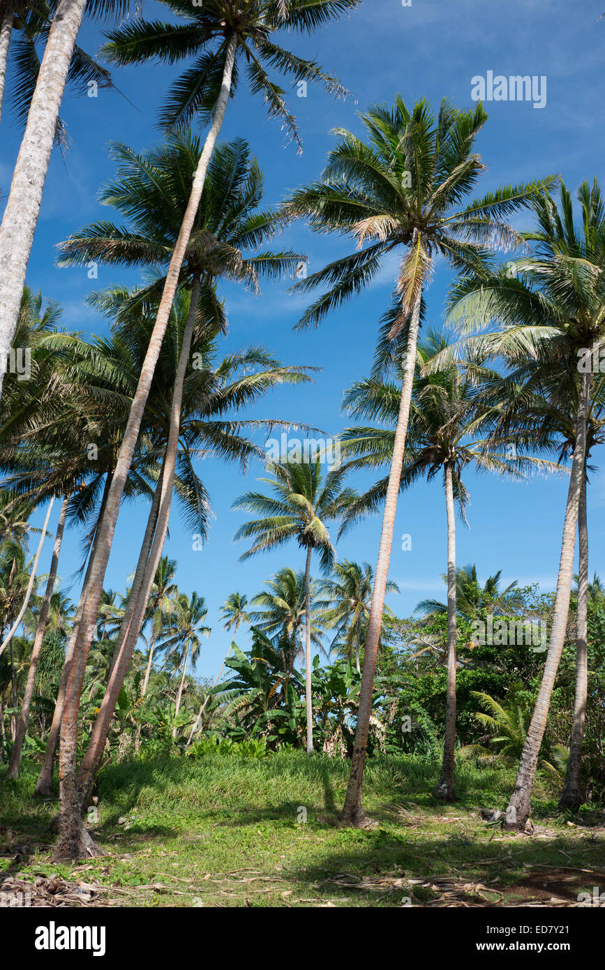 Melanesia, Papua New Guinea, Bismarck Sea area, Tuam Island. Palm tree ...