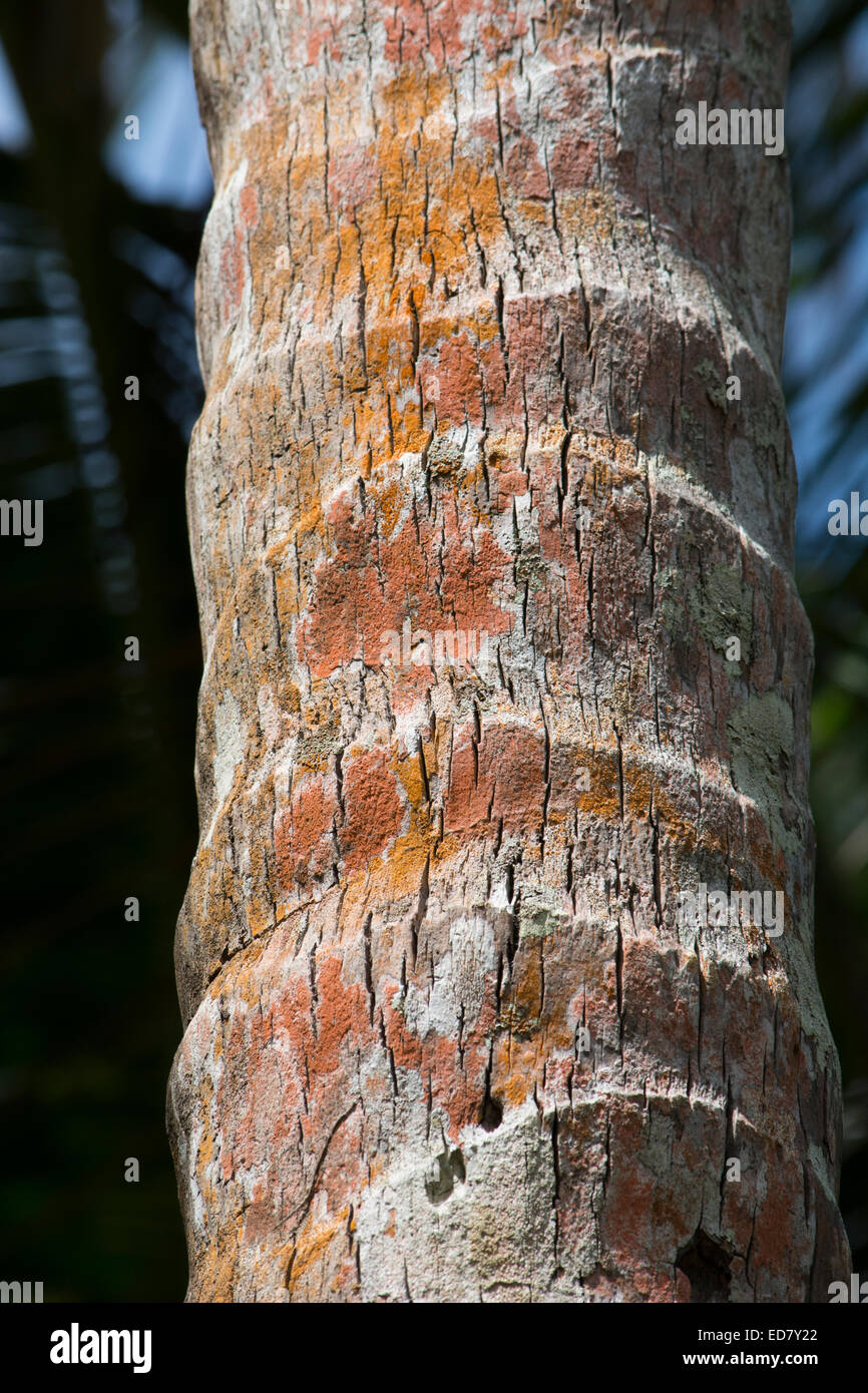 Sago papua new guinea hi-res stock photography and images - Alamy