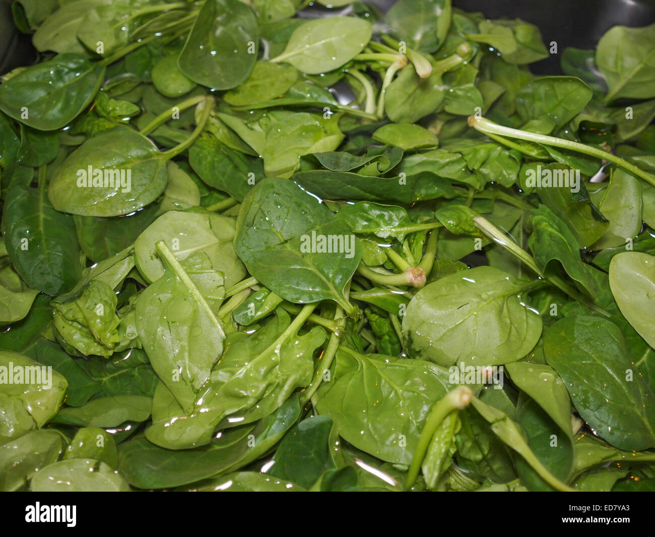 Green spinach leaves edible flowering plant vegetarian food Stock Photo ...