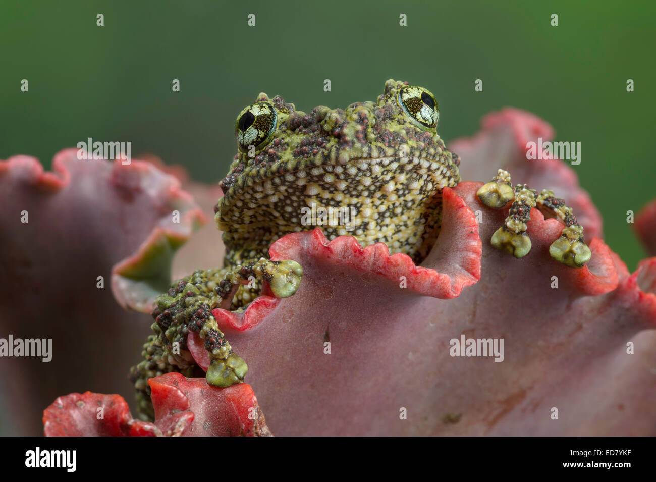 Vietnamese Mossy Frog looking over a red leaf Stock Photo - Alamy