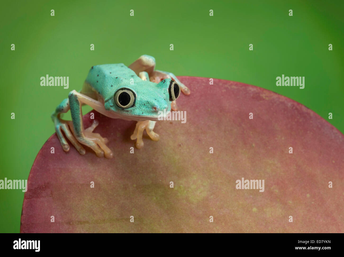Lemur leaf frog hi-res stock photography and images - Alamy