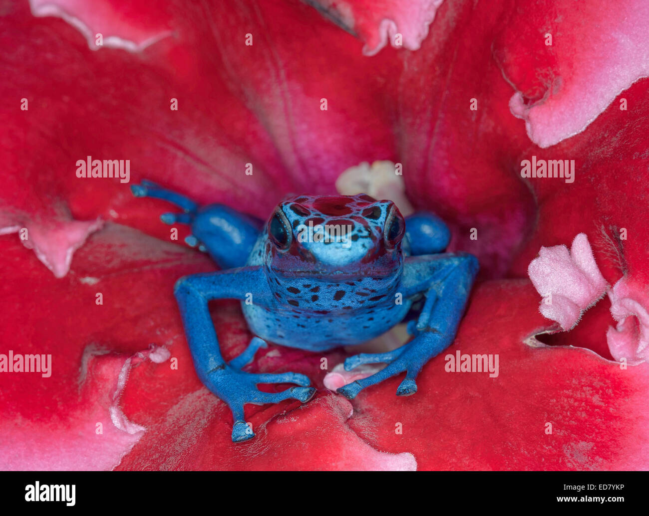 Red blue frog hi-res stock photography and images - Alamy