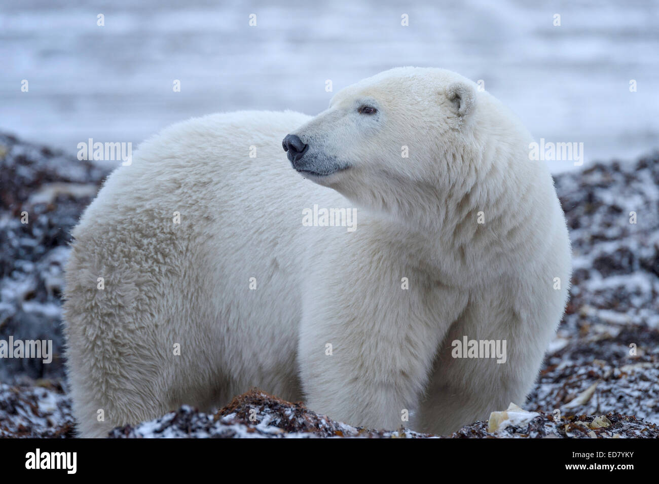Adult Polar Bear looking to the left on the snowy edge of Hudson Bay ...