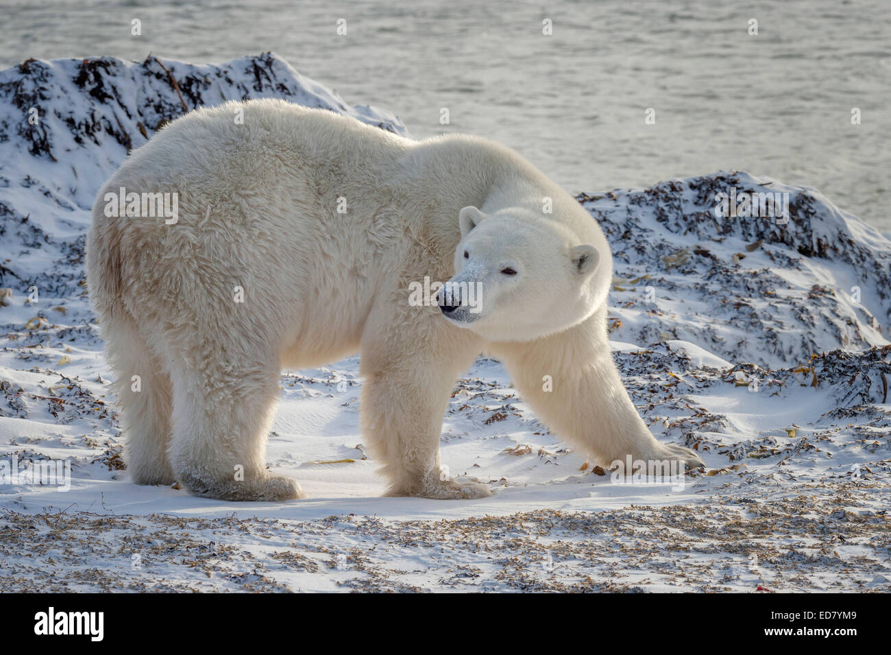 Polar Bear looking back over its shoulder on tundra next to Hudson Bay ...