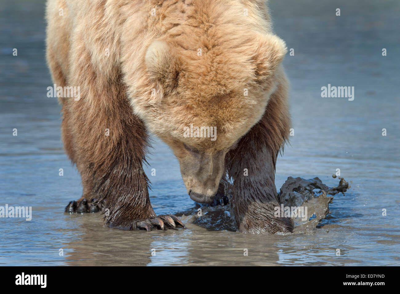 Close up of Brown Bear clamming on mud flats Stock Photo - Alamy