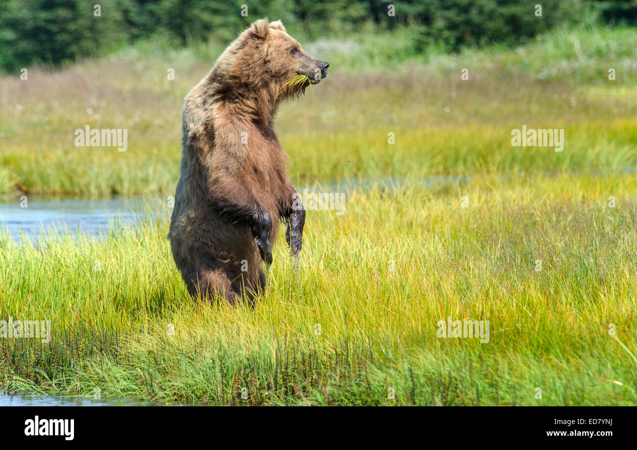 Brown bear standing up hi-res stock photography and images - Alamy
