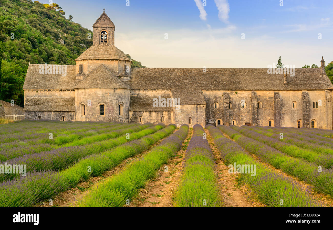 12th-century Cistercian monastery of Senanque with summer lavender ...