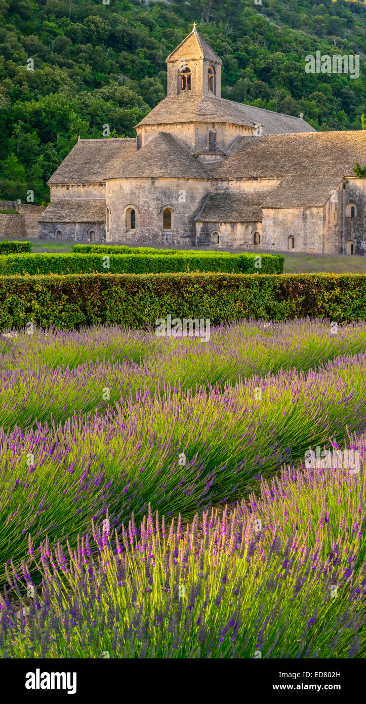 12th-century Cistercian monastery of Senanque with summer lavender ...