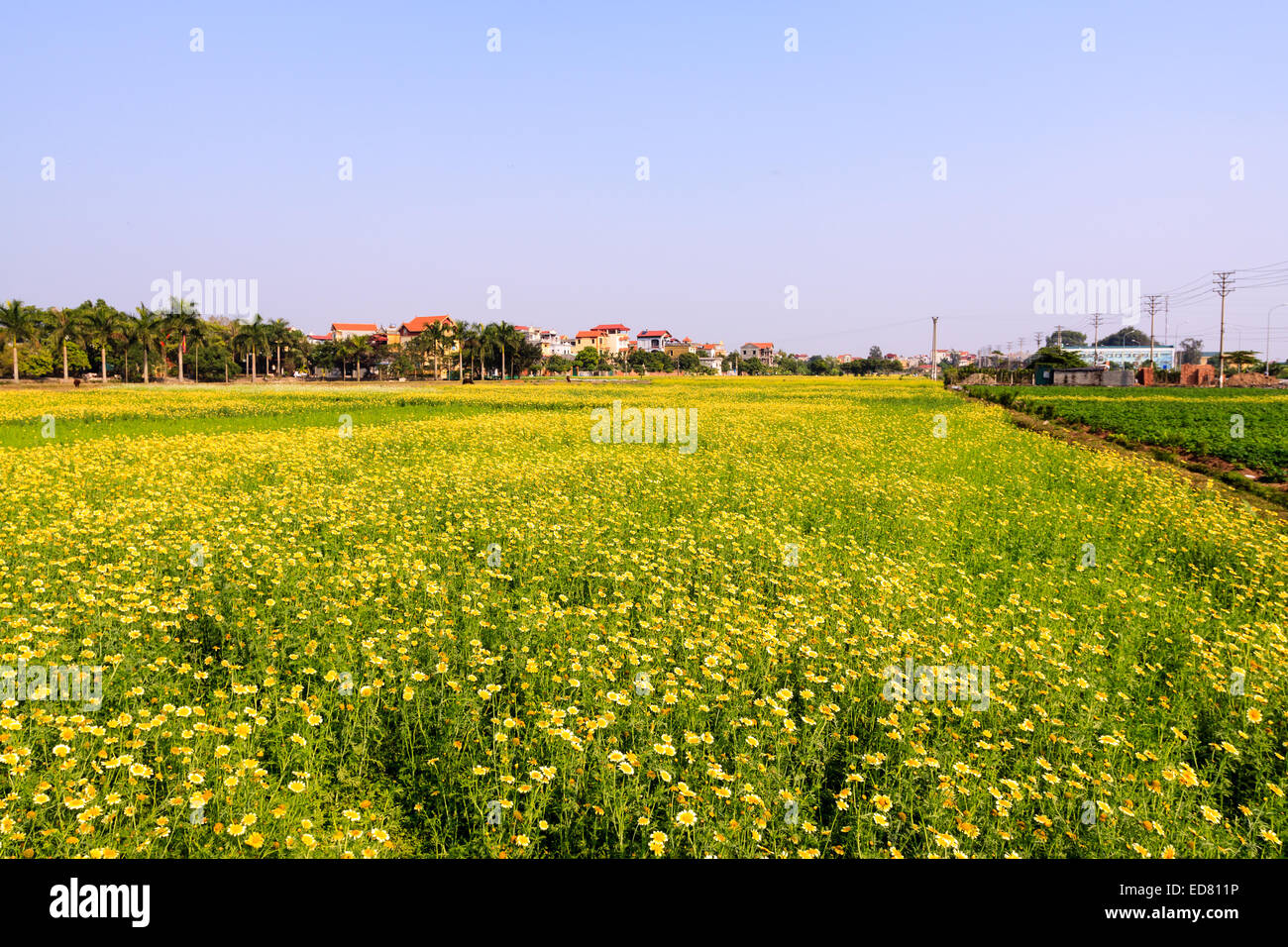 Rice field terraces in Vietnam Stock Photo - Alamy