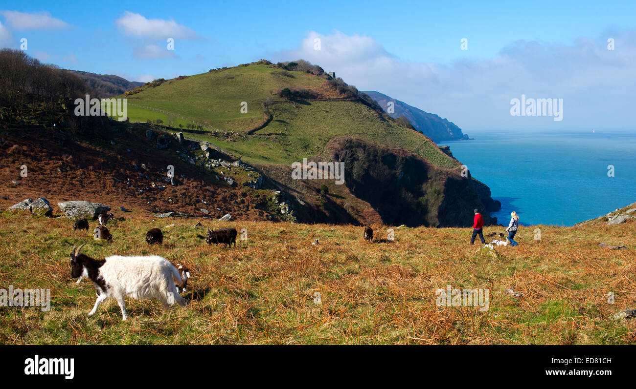 Wild goats and walkers, Valley of the Rocks, Lyntom, north Devon ...