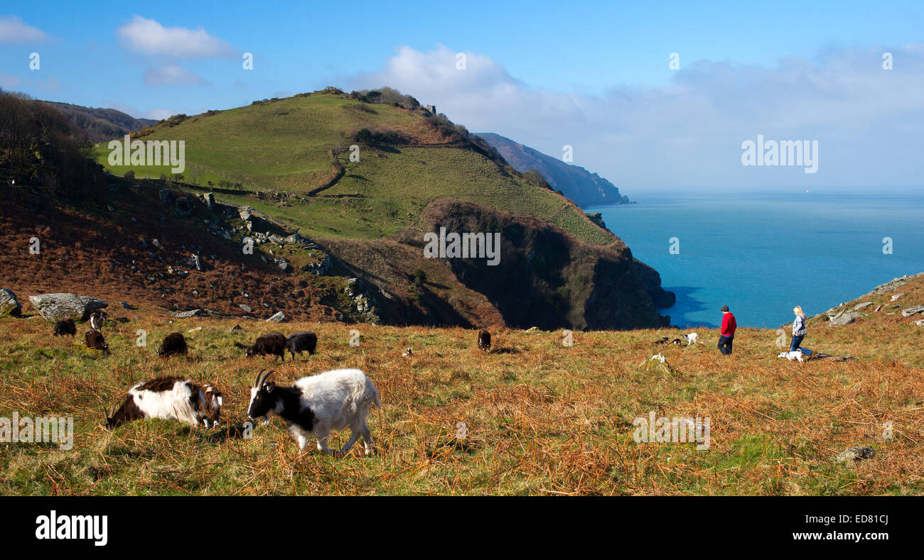 Wild goats and walkers, Valley of the Rocks, Lyntom, north Devon ...
