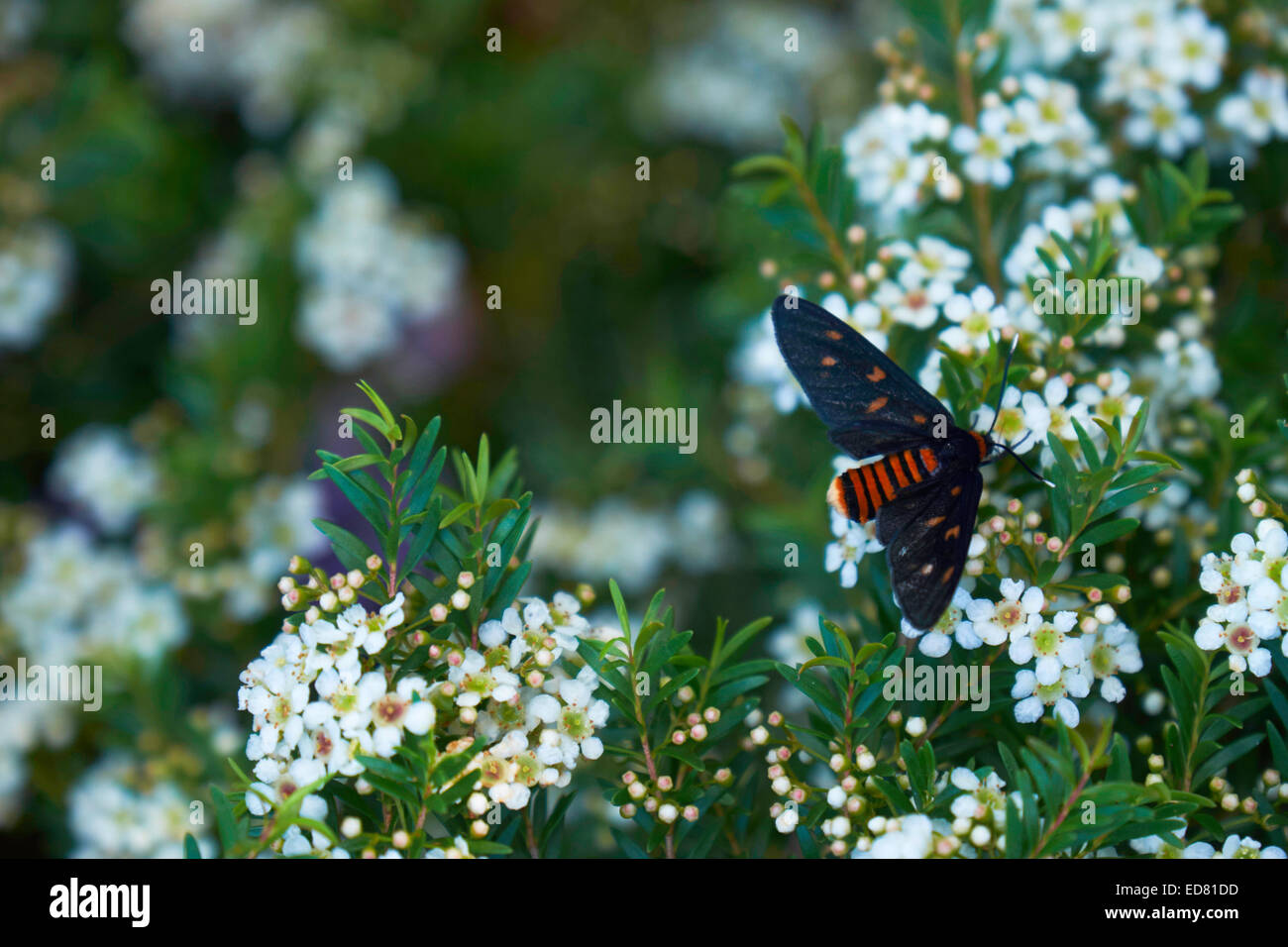 Wasp Moth Stock Photos & Wasp Moth Stock Images - Alamy