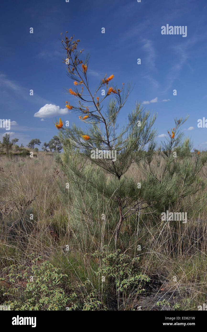 Honey Gravillea plant, The Olgas, Uluru-Kata Tjuta National Park ...