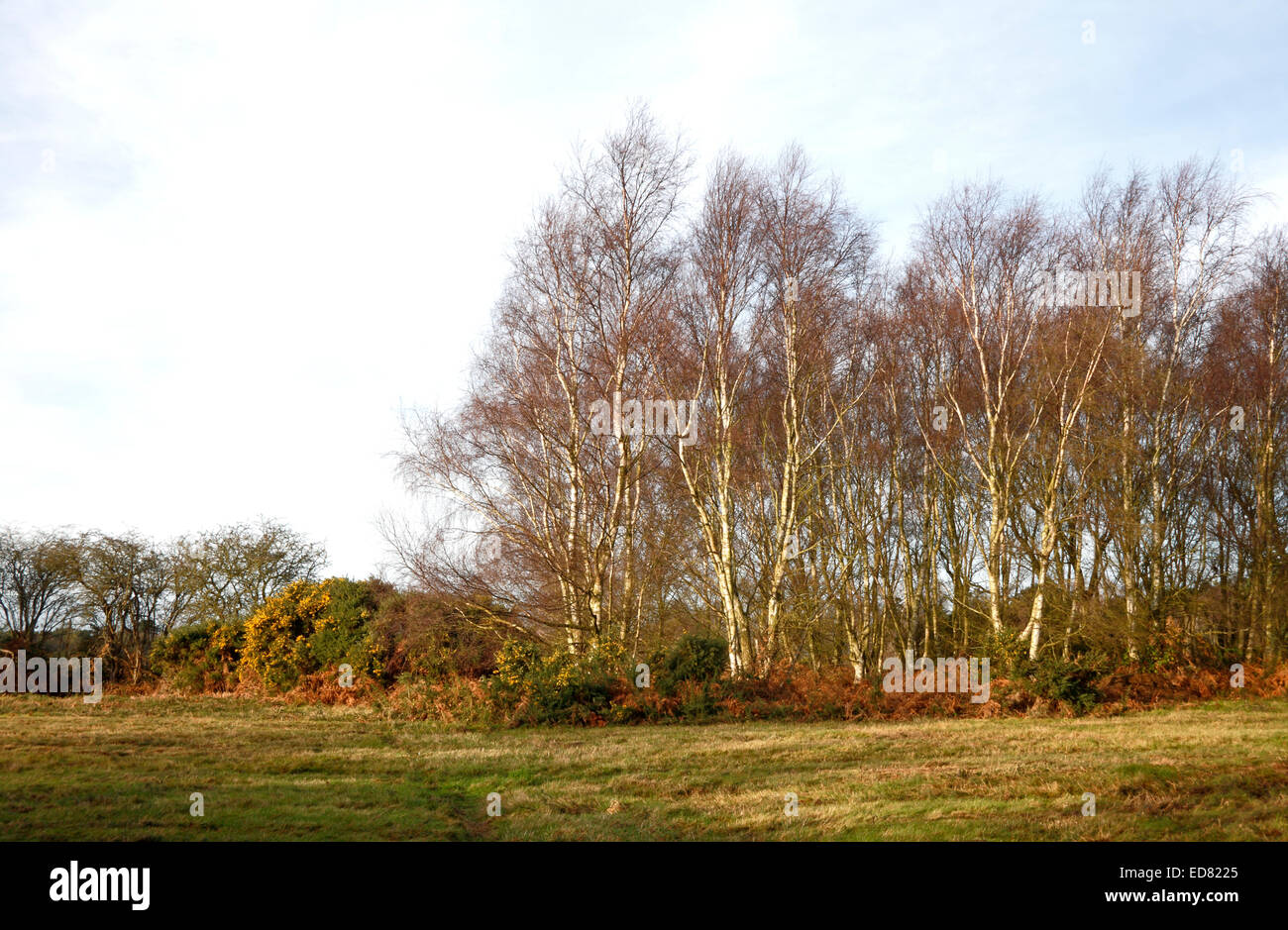 A small copse of silver birch trees in winter on Kelling Heath, Norfolk ...