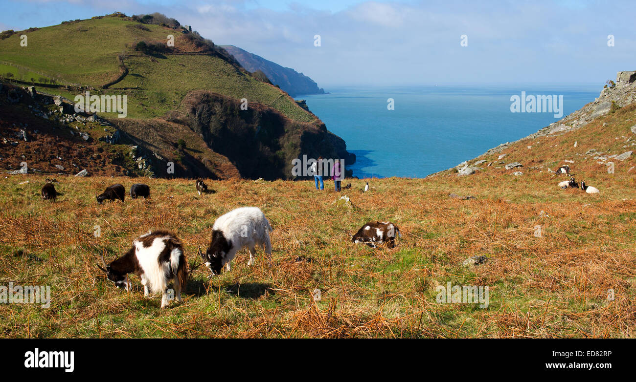 Wild goats and walkers, Valley of the Rocks, Lynton, north Devon ...
