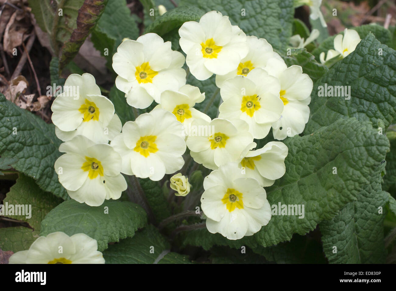 Wild Primroses, (Primula vulgaris), near Lynmouth, north Devon, England ...
