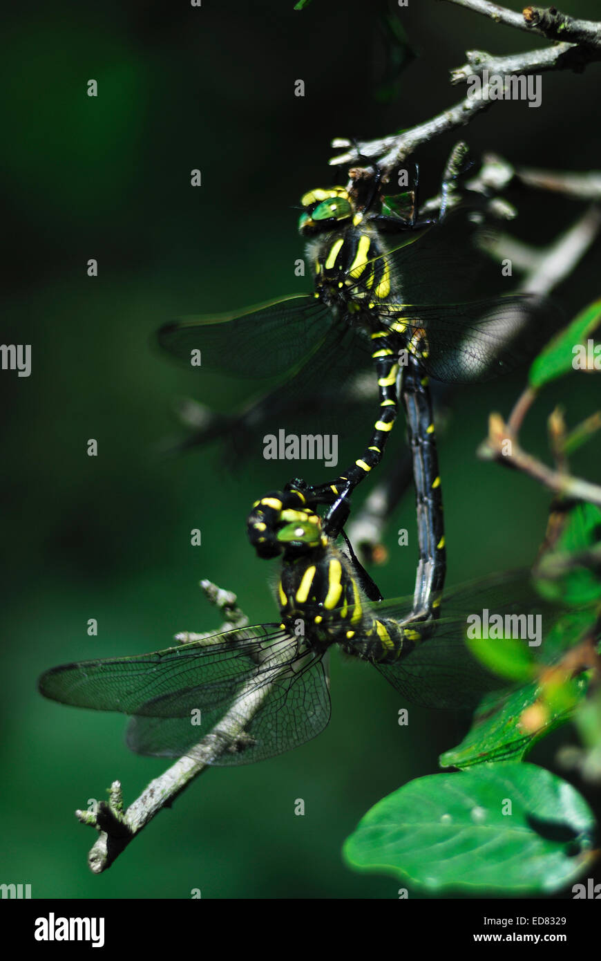 Golden-ringed dragonflies mating. New Forest, UK July 2008 Stock Photo ...