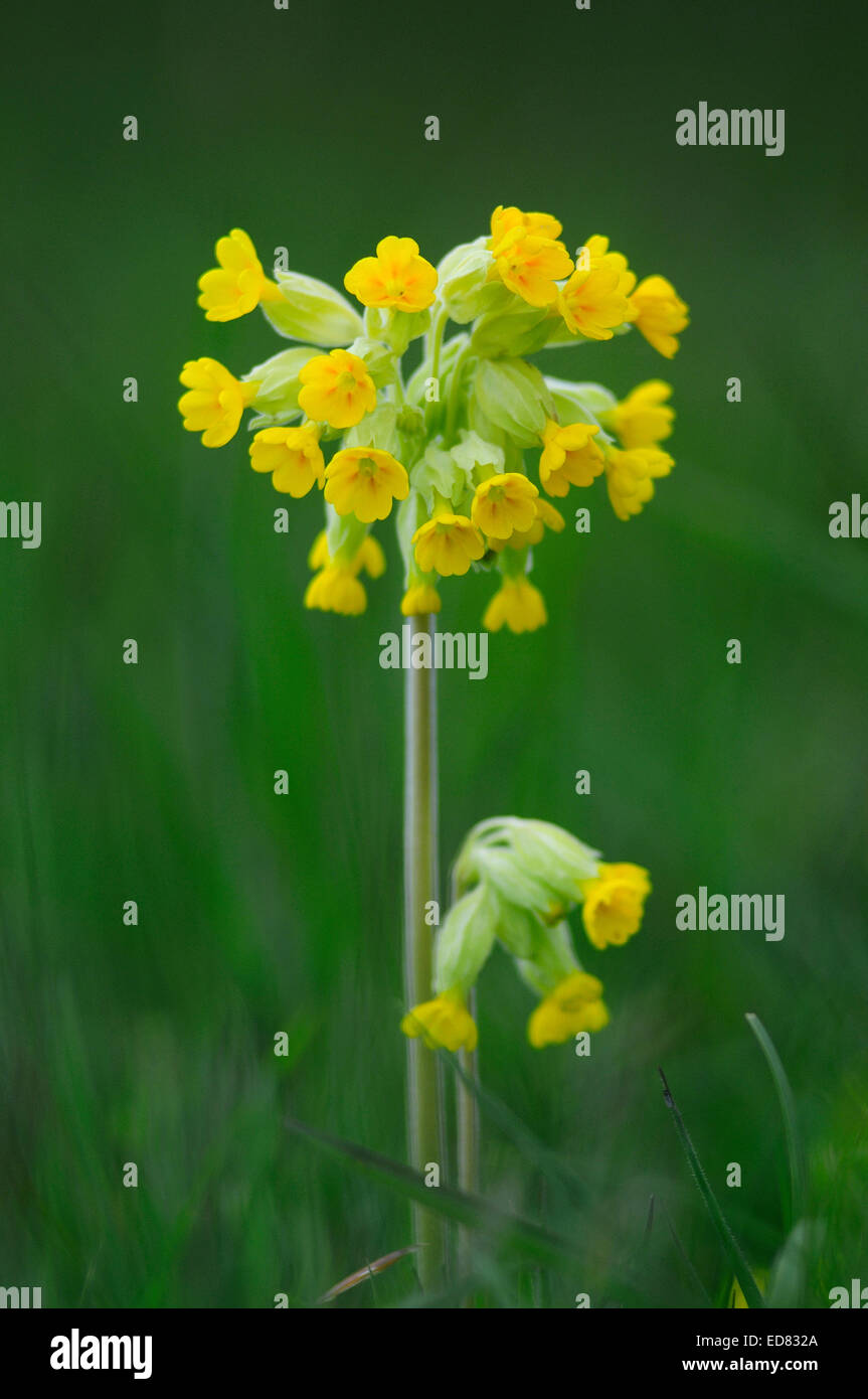 Cowslip hi-res stock photography and images - Alamy