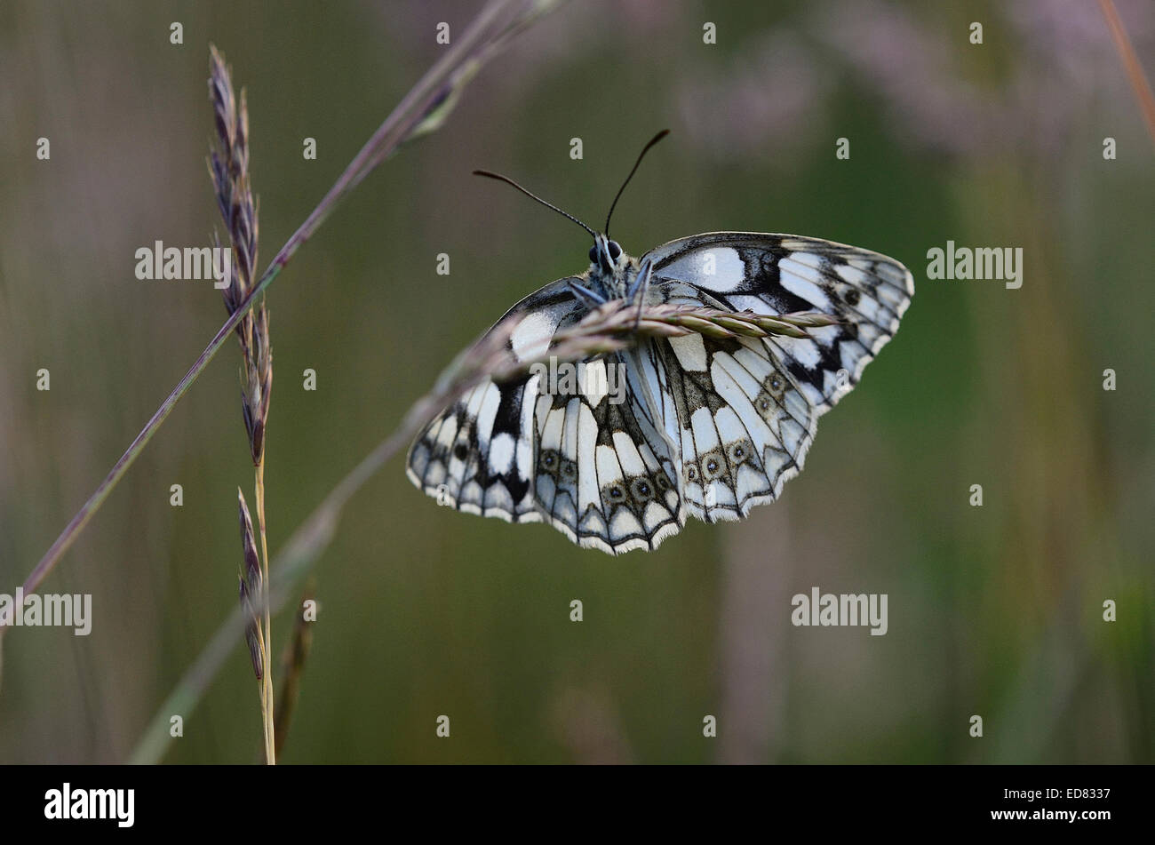 Marbled white butterfly hi-res stock photography and images - Alamy
