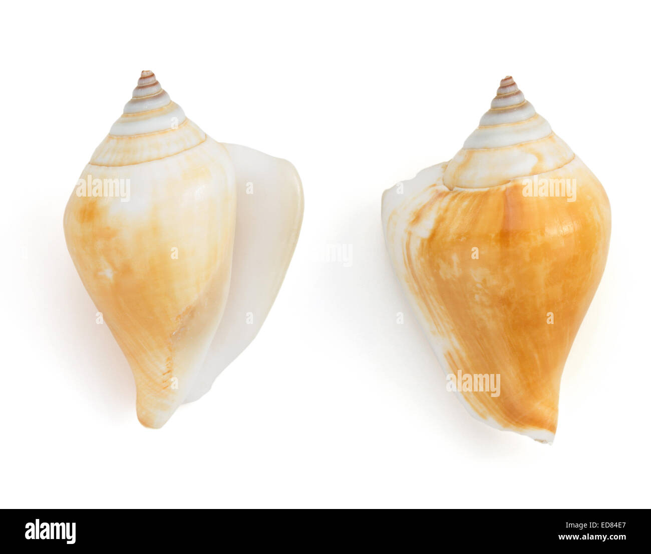 seashell isolated on white background Stock Photo - Alamy