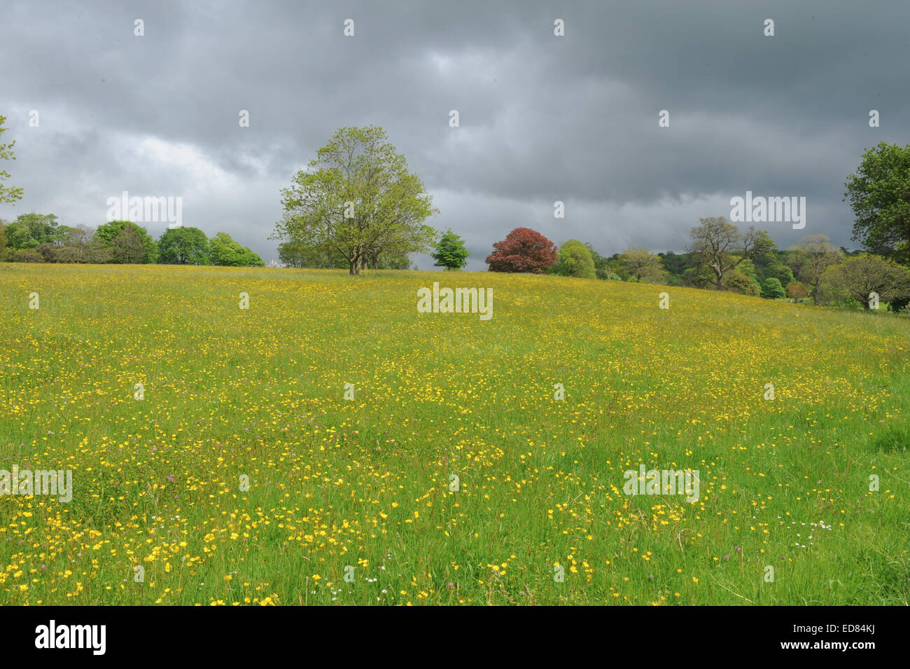 Buttercup Meadow near the Palladian Country House of Saltram, Plympton ...