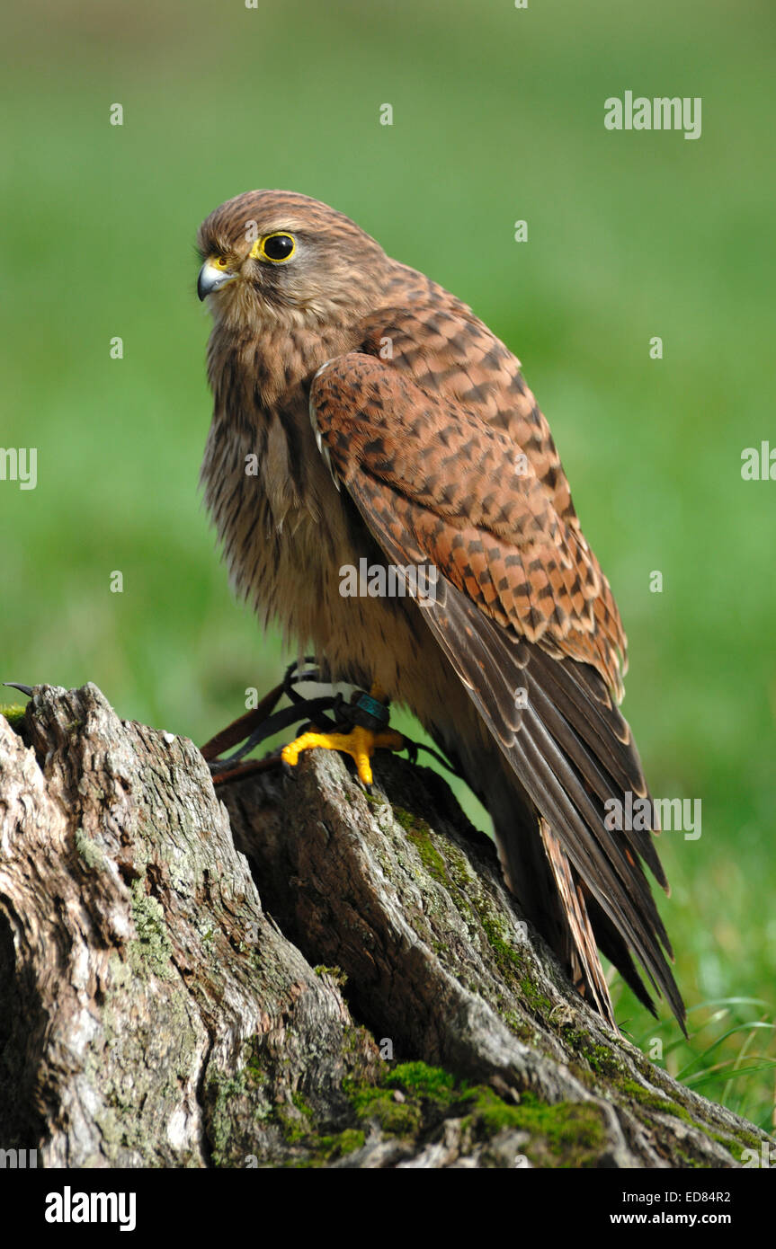 Adult female kestrel perched Stock Photo - Alamy