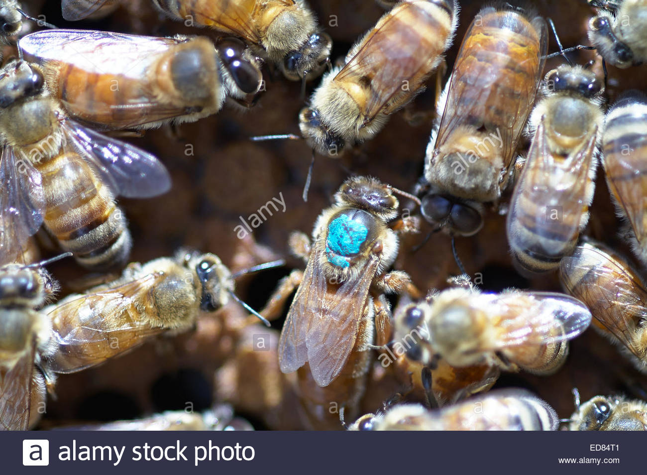 Queen Drone Worker Stock Photos & Queen Drone Worker Stock Images - Alamy