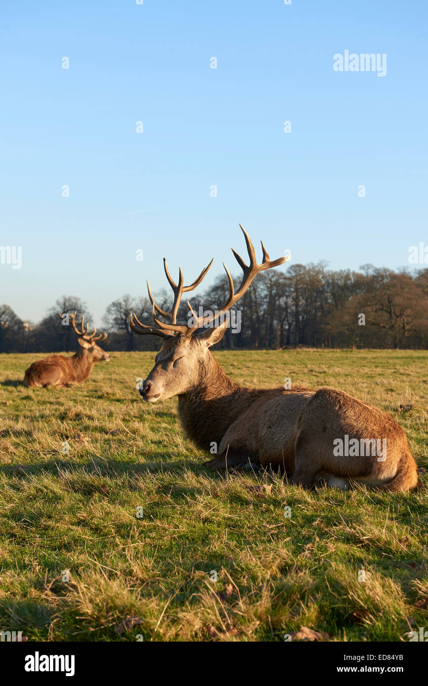 Sleepy deer hi-res stock photography and images - Alamy