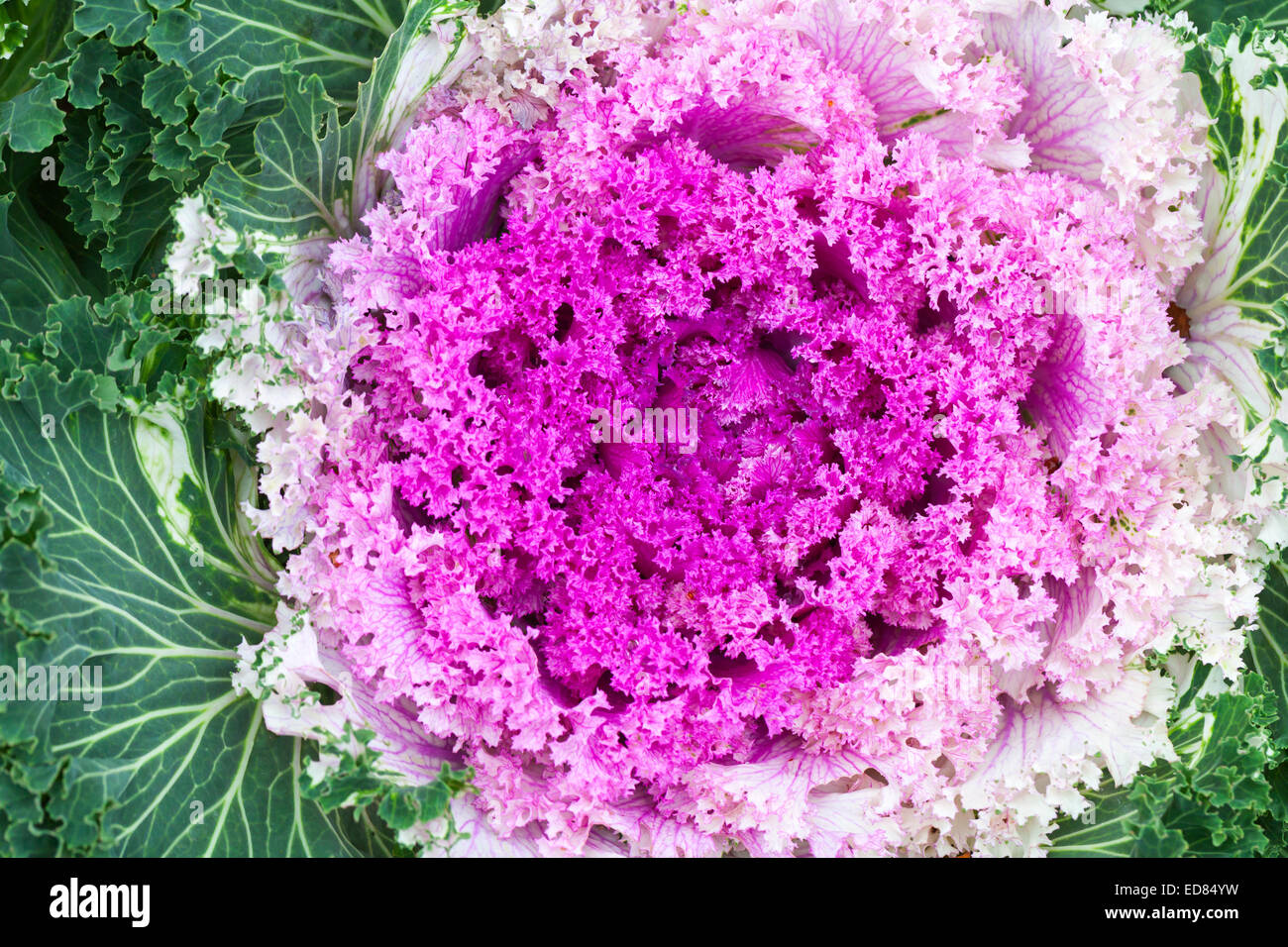 Pink decorative cabbage, macro photo with selective focus Stock Photo ...