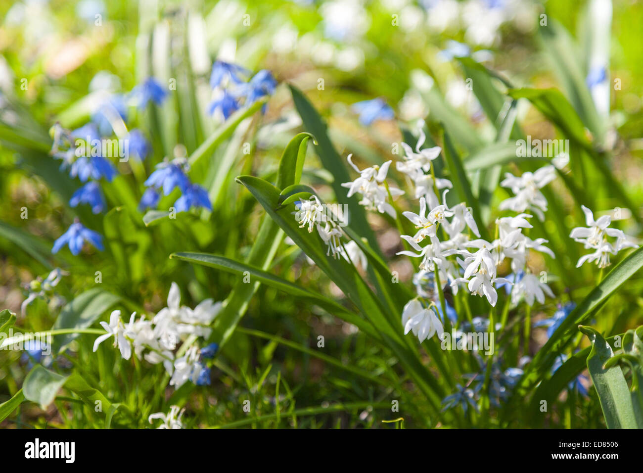 Scilla sibirica. Blue and white spring flowers. Macro photo with ...
