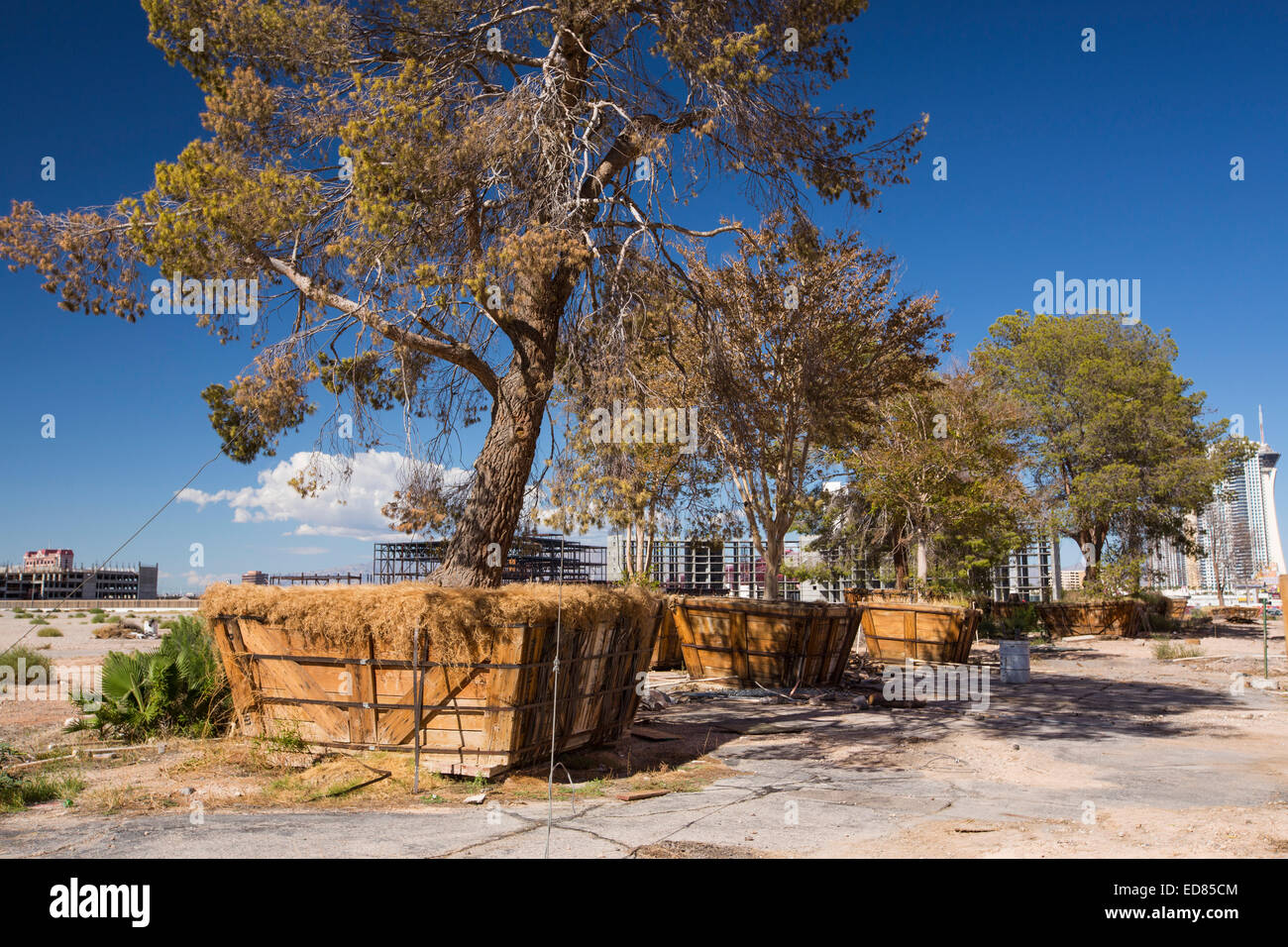 Transplanted tree hi-res stock photography and images - Alamy