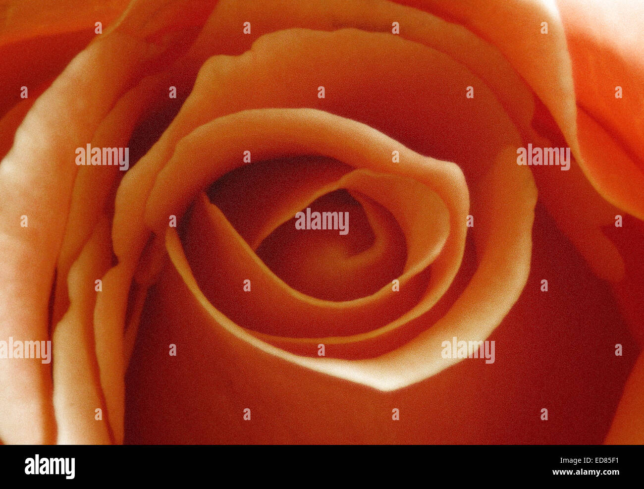 Macro rose hi-res stock photography and images - Alamy