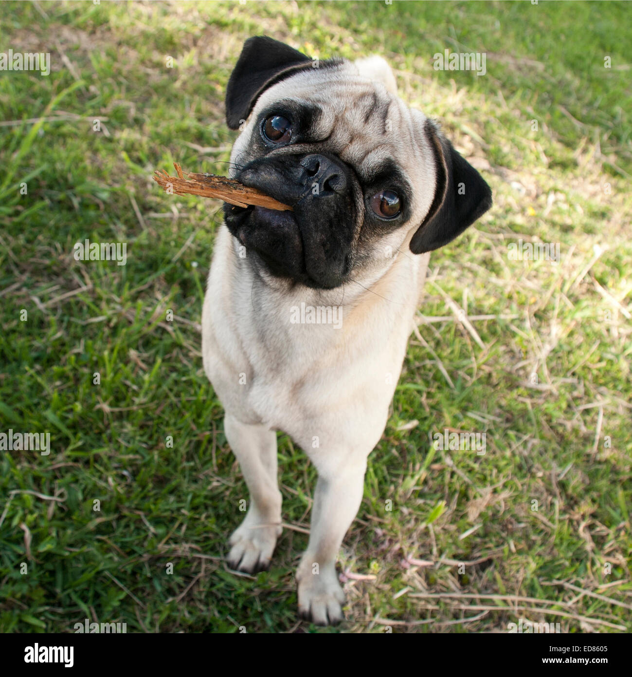 Portrait of a pug with bowed head and a stick in the mouth Stock Photo ...