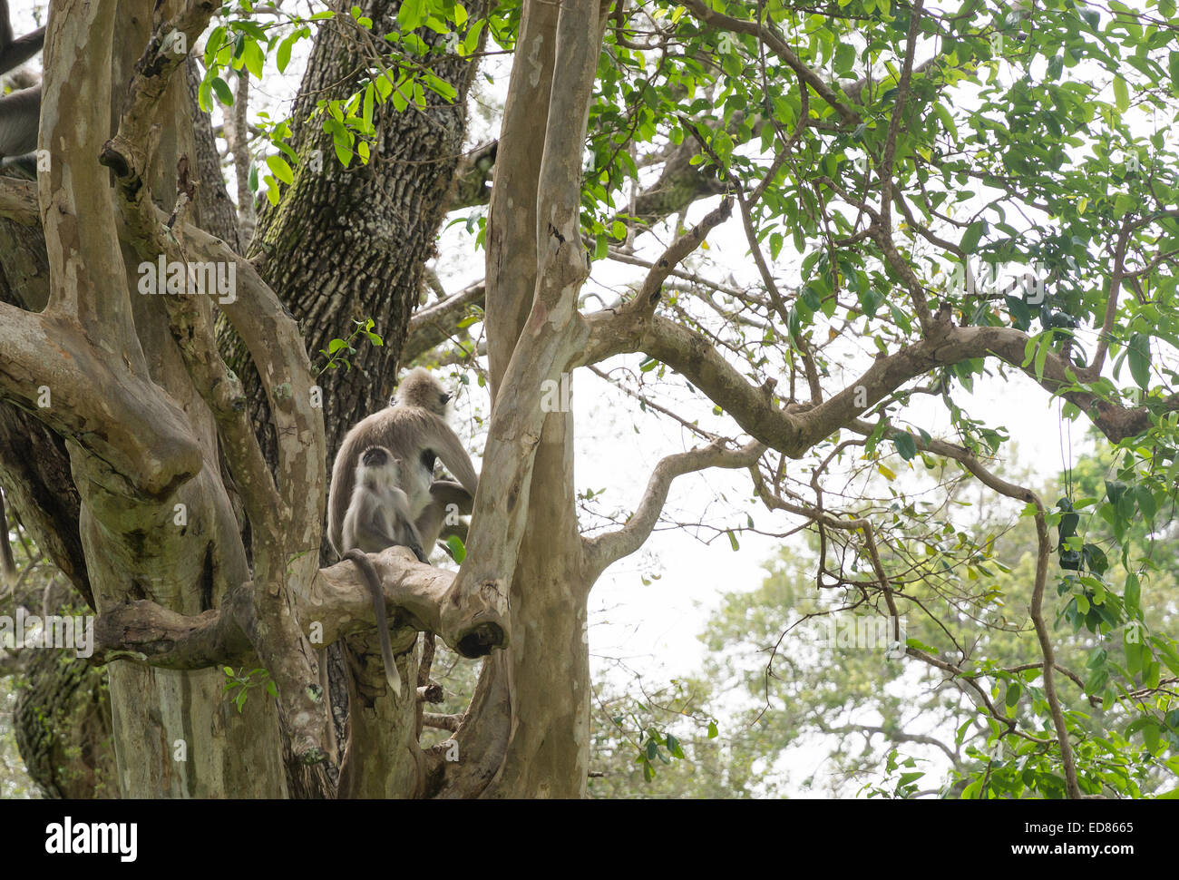 Toque Macaque Monkeys in tree in Yala National Park, Sri Lanka ...