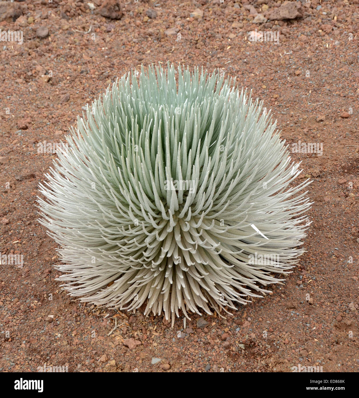 Haleakalā silversword only seen on the island of Maui, Hawaii Stock ...