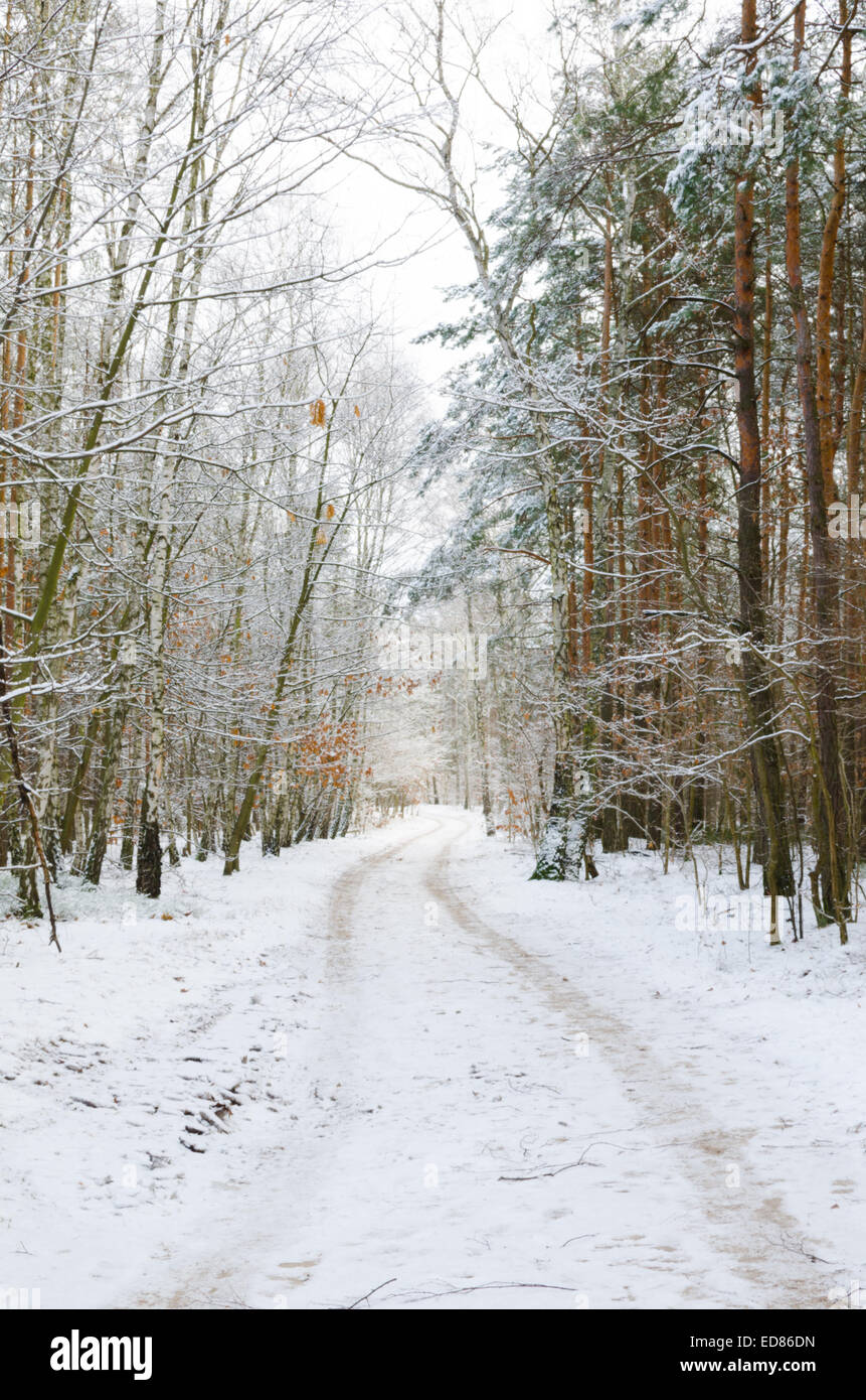 winter dirt road in forest covered with snow in Poland Stock Photo - Alamy