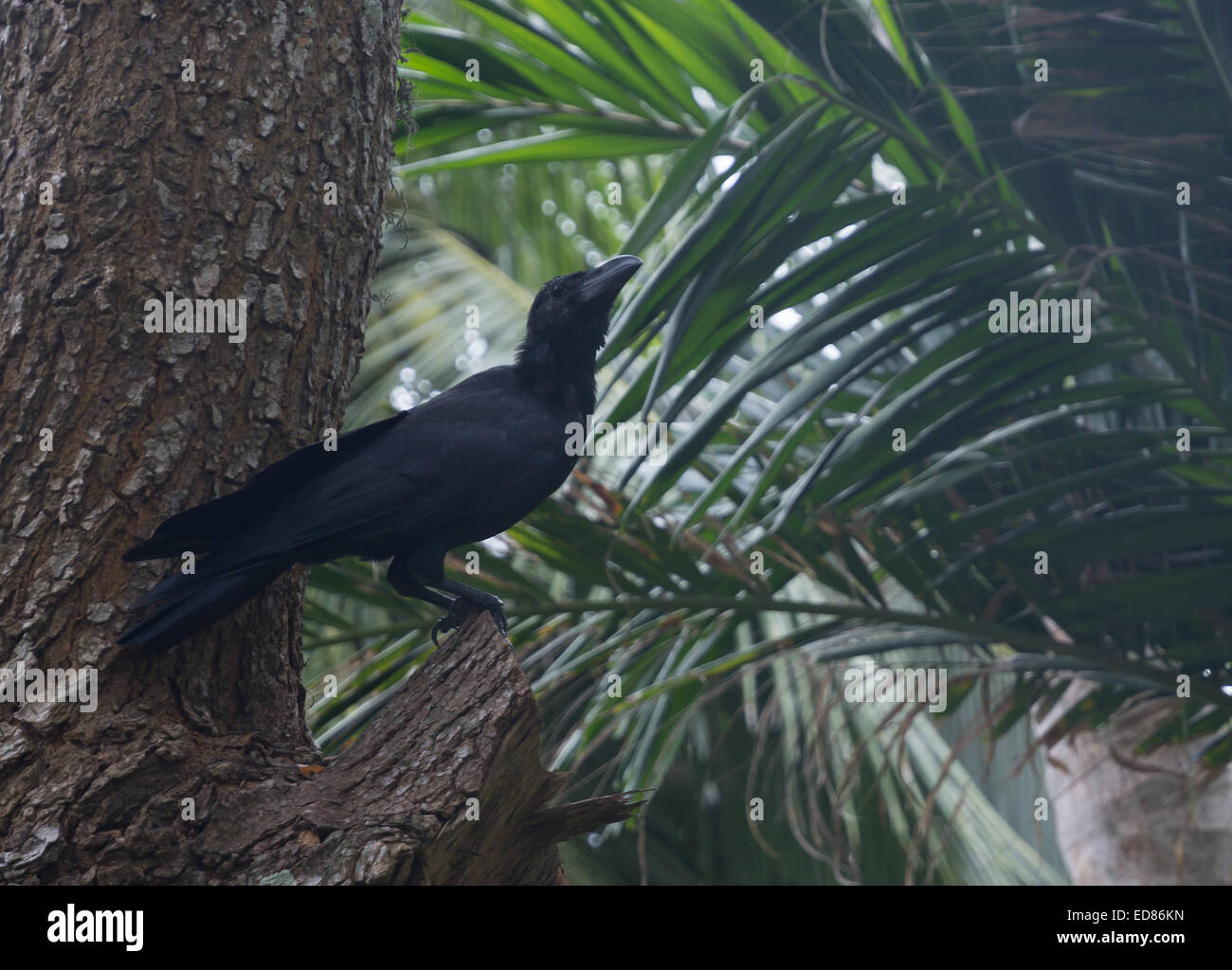Black raven in tropical tree, Southern Province, Sri Lanka, Asia Stock ...