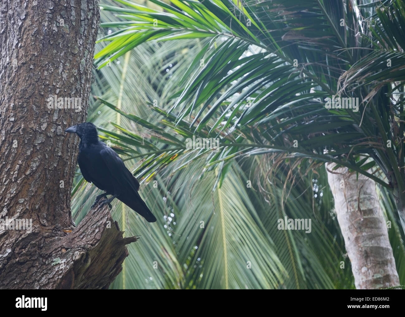 Free tropics hi-res stock photography and images - Alamy