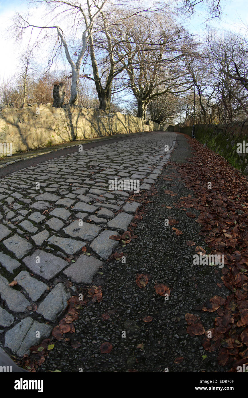 Beech trees in winter alongside cobbled path leading to Saint Machar ...